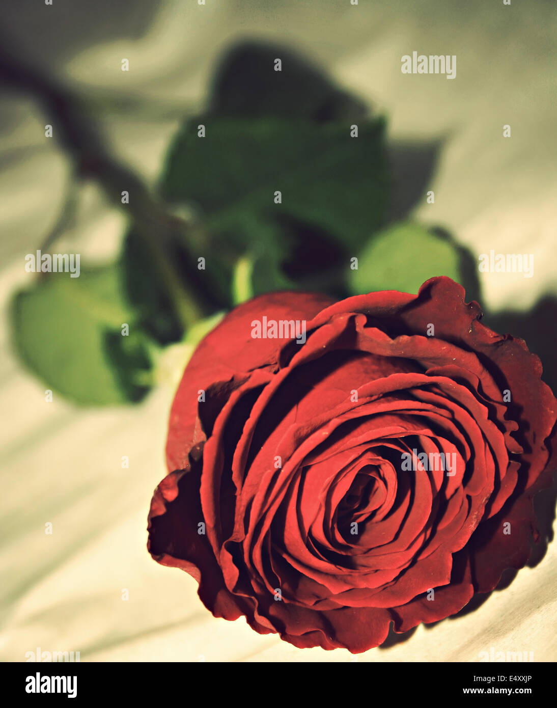 The beautiful rose hi-res stock photography and images - Alamy