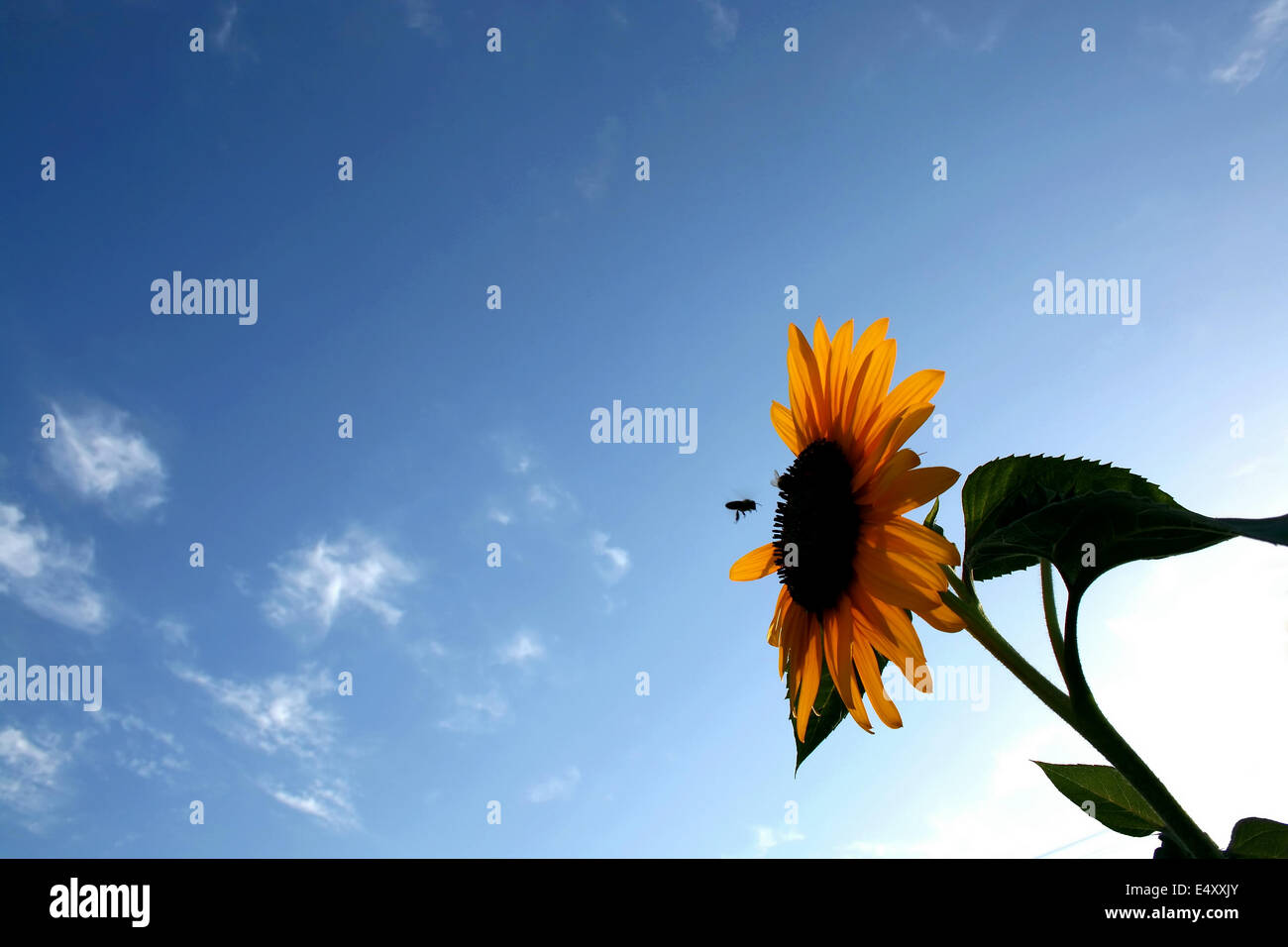 Closeup bee sunflower hi-res stock photography and images - Alamy