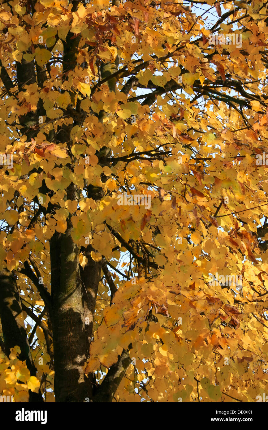 Golden ash tree hi-res stock photography and images - Alamy