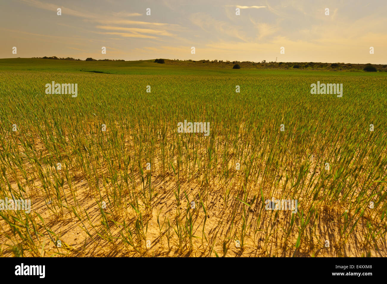 Green wheat field middle east hi-res stock photography and images - Alamy