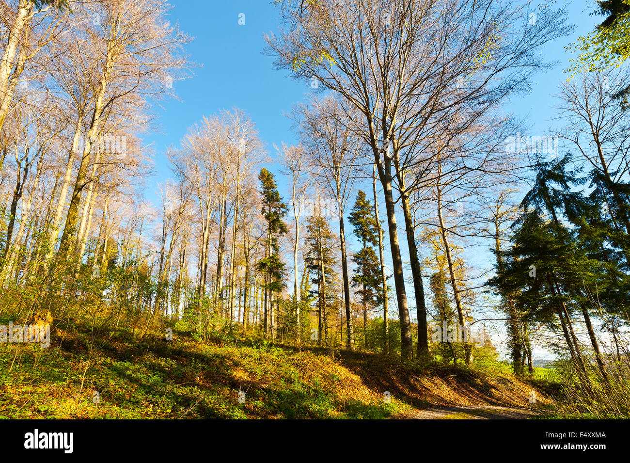 Swiss pine path hi-res stock photography and images - Alamy