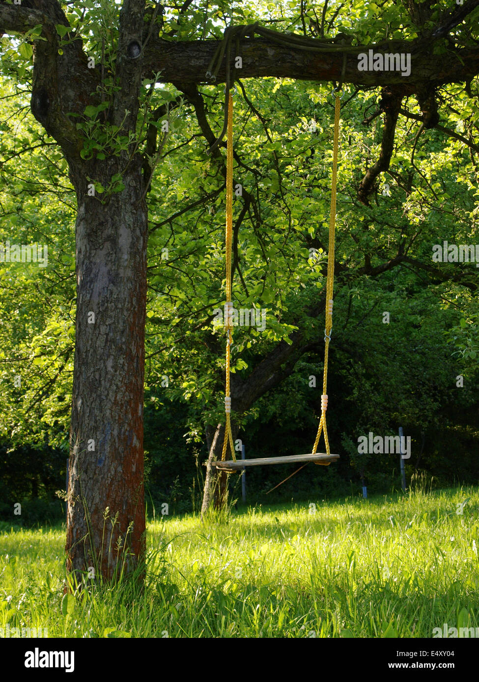 swing on a tree Stock Photo - Alamy