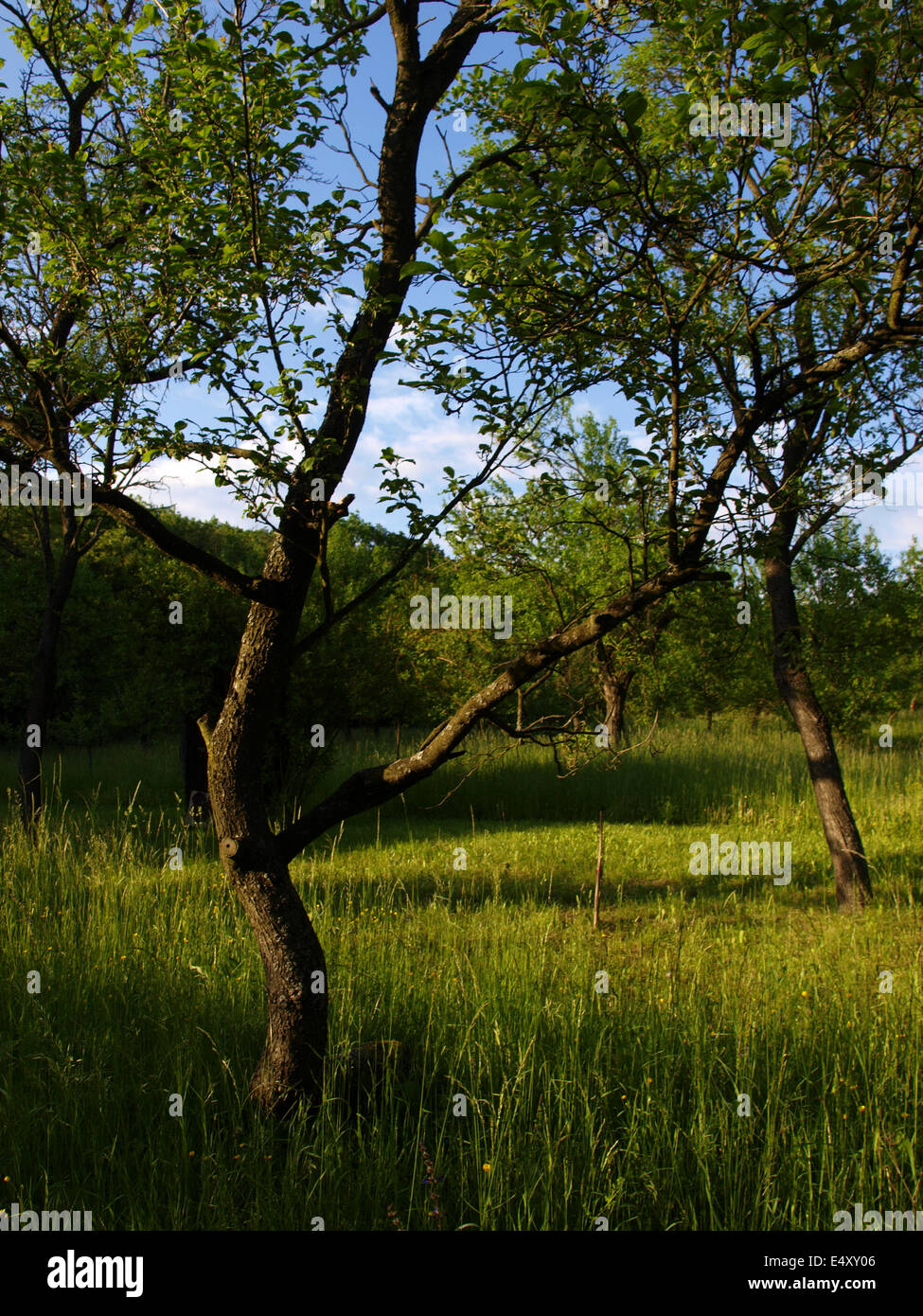 orchard tree plum Stock Photo - Alamy