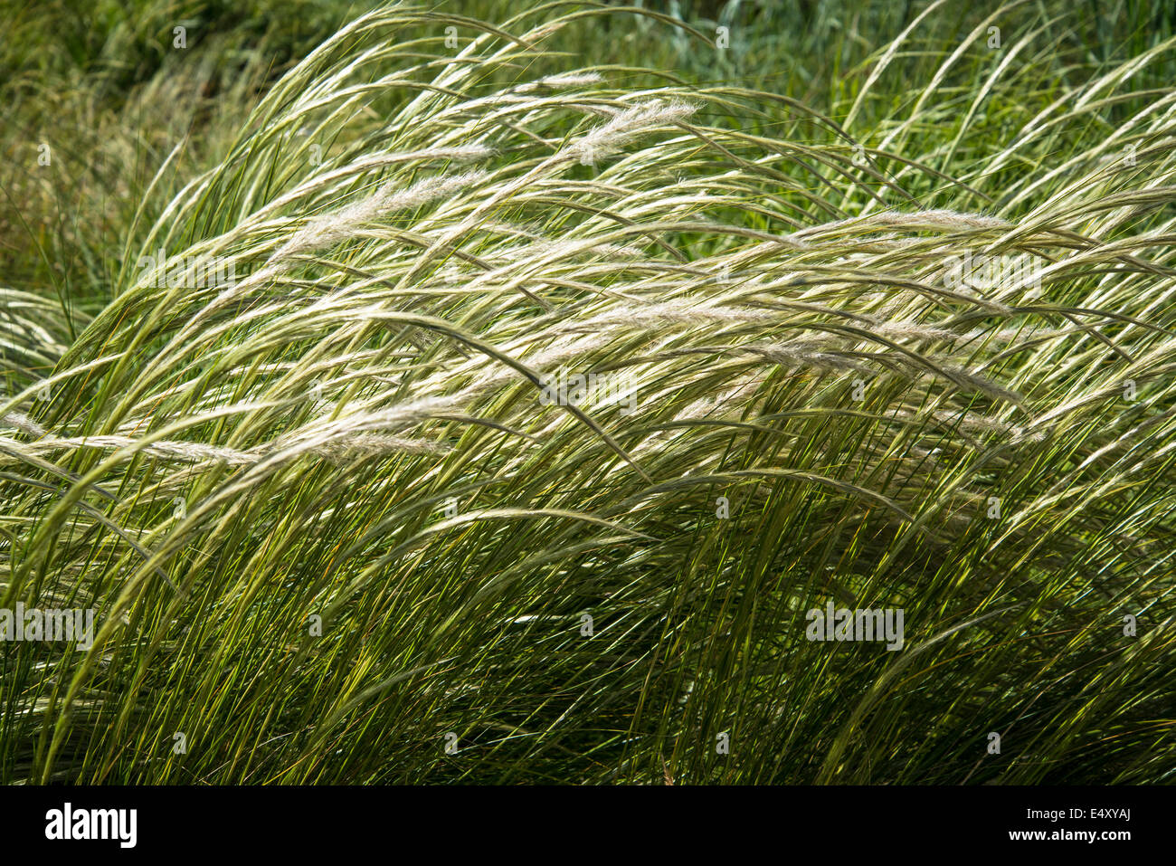 Grass Stipa ichu, common name Peruvian Feather Grass Stock Photo - Alamy