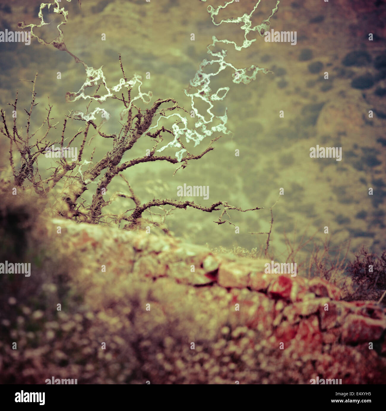 Tree struck by lightning from dark sky Stock Photo - Alamy