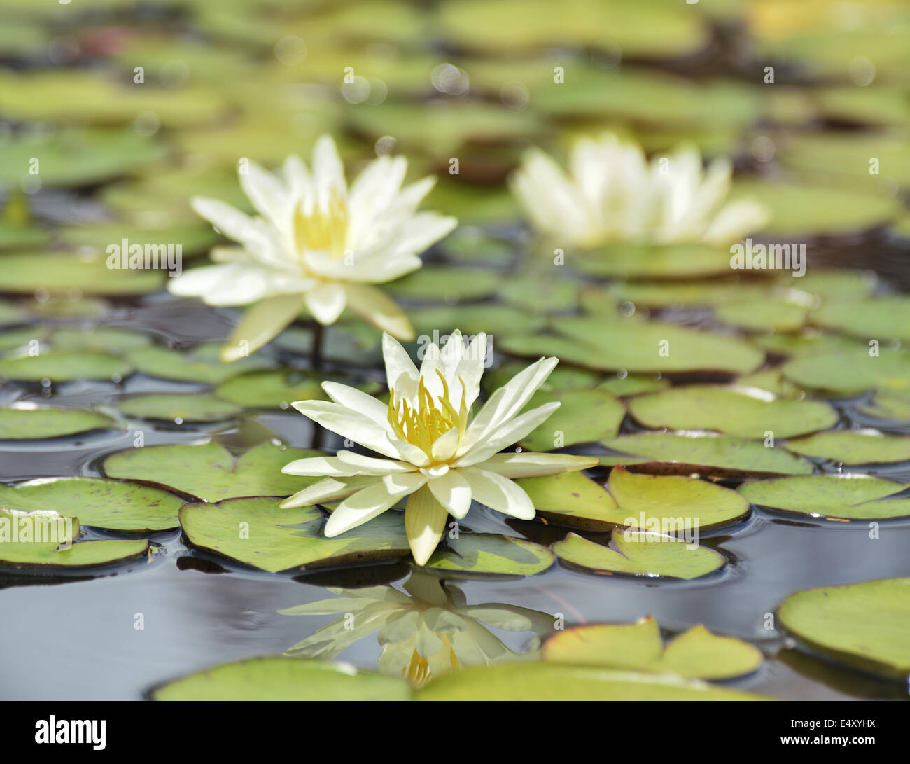 White Water Lilies Stock Photo - Alamy