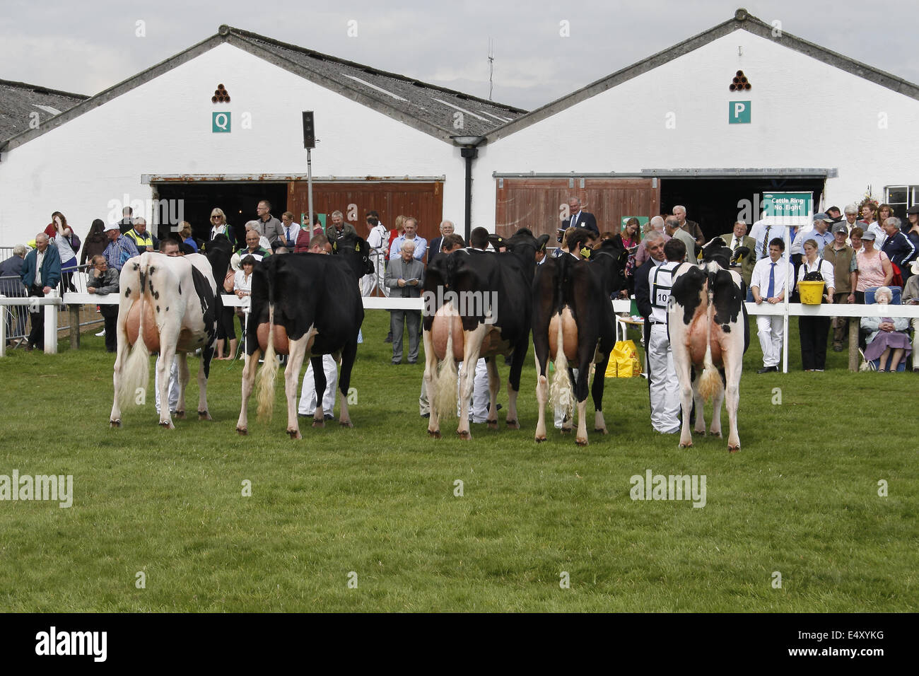 Holstein Friesian cattle at Great Yorkshire Show, Harrogate, Yorkshire ...
