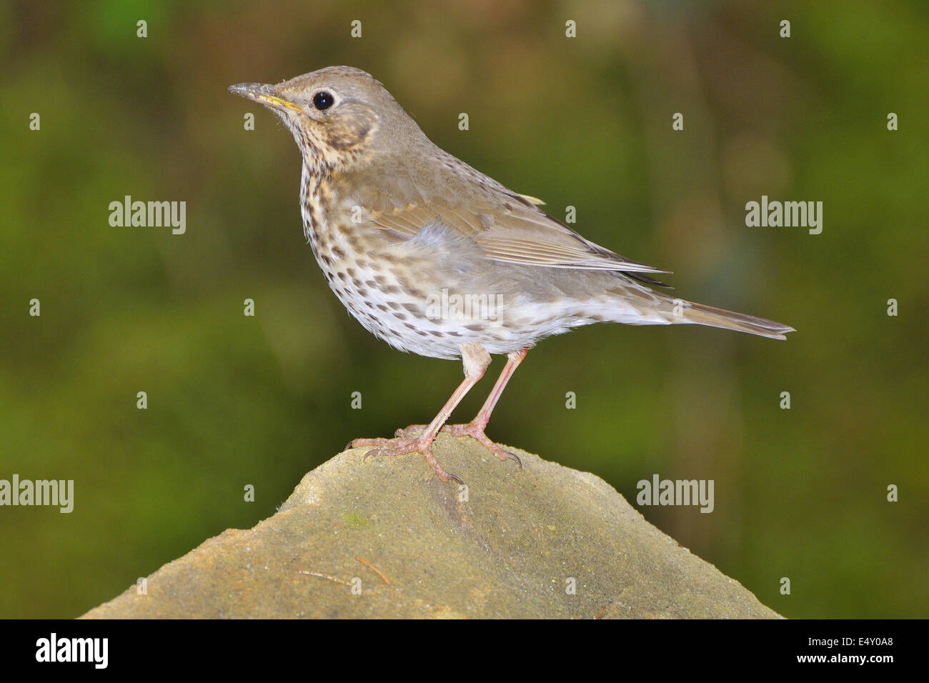 Song thrush singing spring hi-res stock photography and images - Alamy