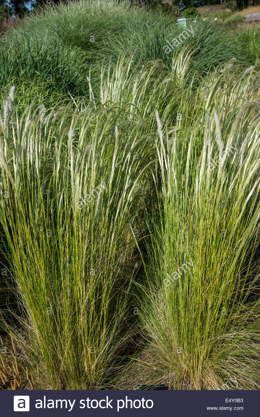 Ichu High Resolution Stock Photography and Images - Alamy