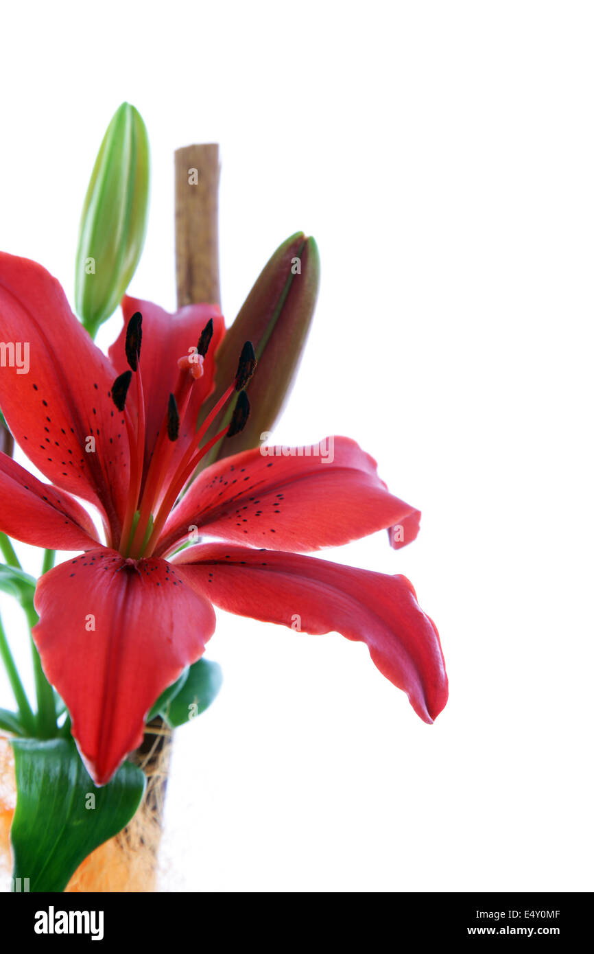 Tiger red rose hi-res stock photography and images - Alamy