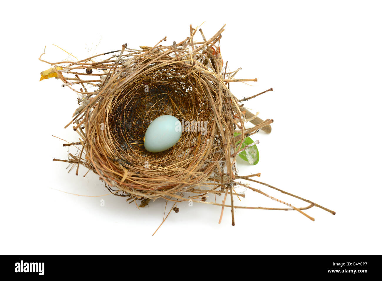 Bird nest Cut Out Stock Images & Pictures - Alamy