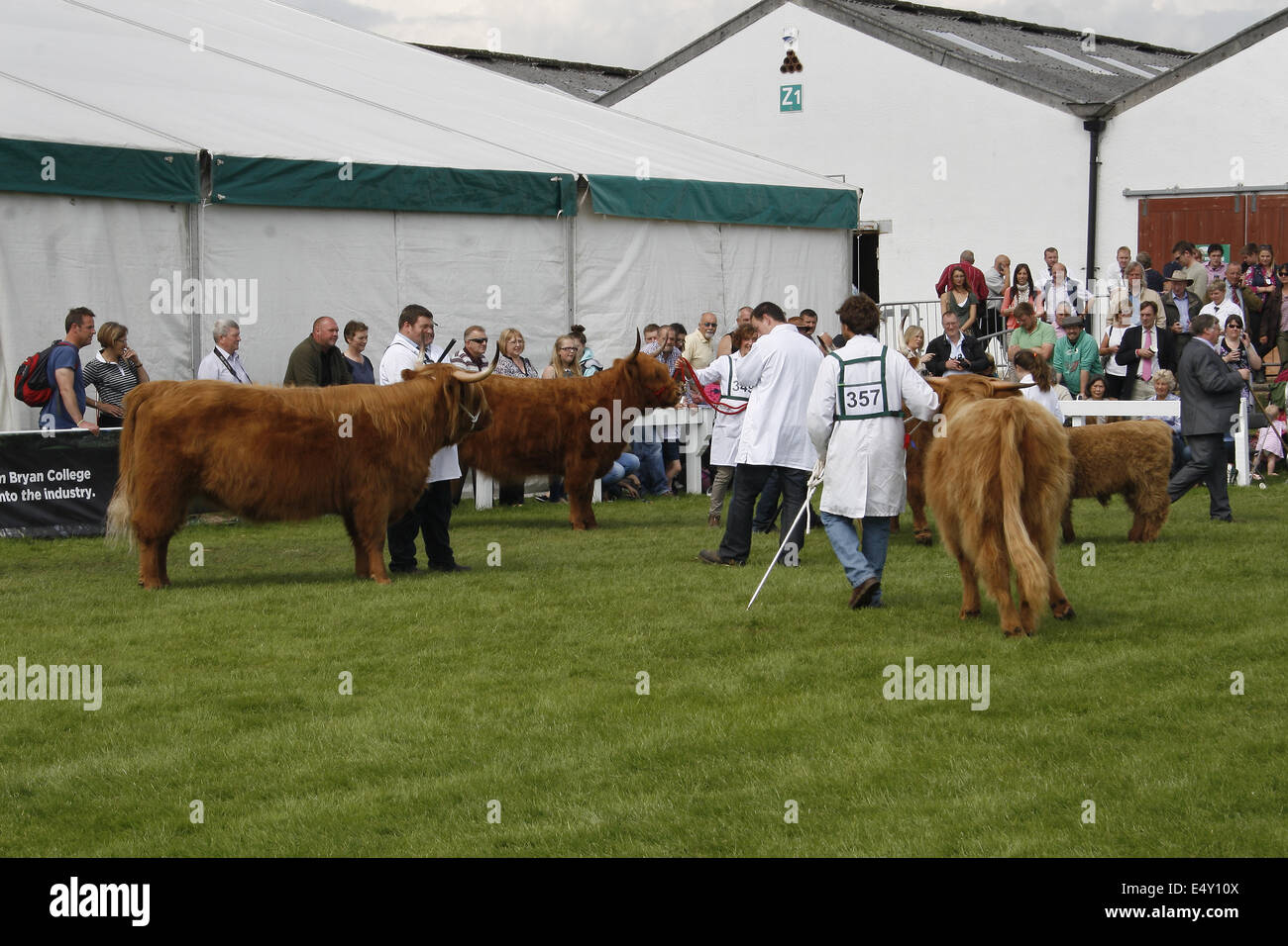 Great dairy show hi-res stock photography and images - Alamy