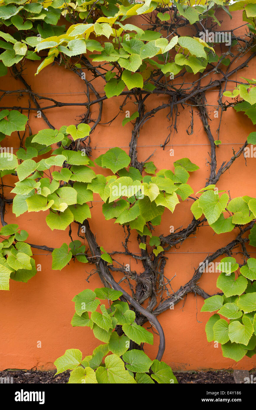 Crimson climber hi-res stock photography and images - Alamy