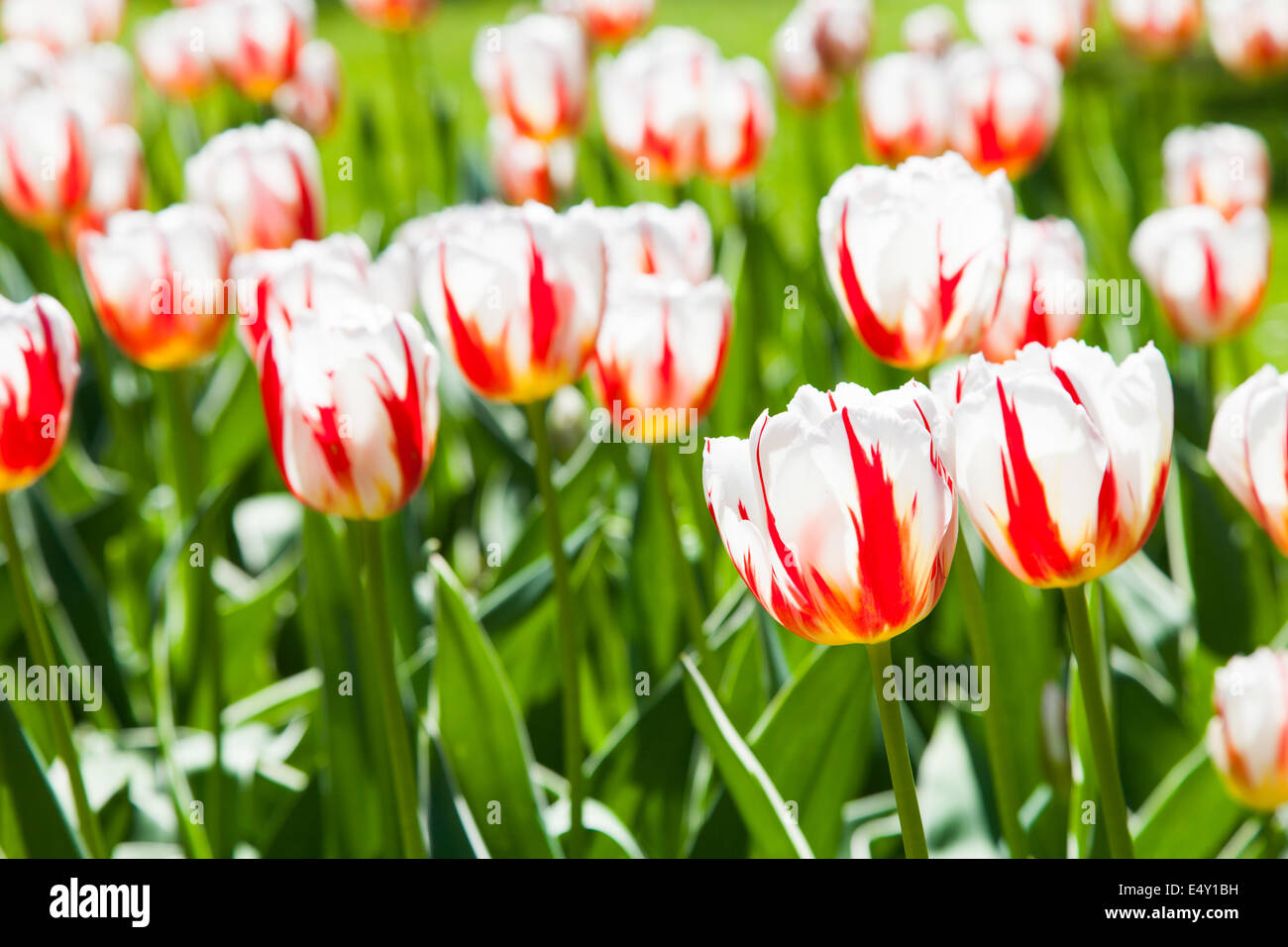Happy Generation tulip Stock Photo - Alamy