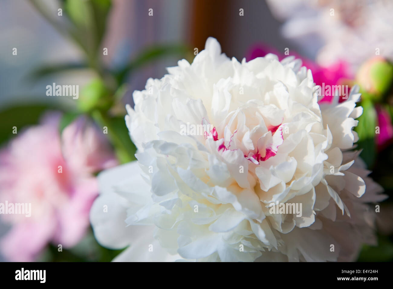 beautiful peonies flower Stock Photo - Alamy