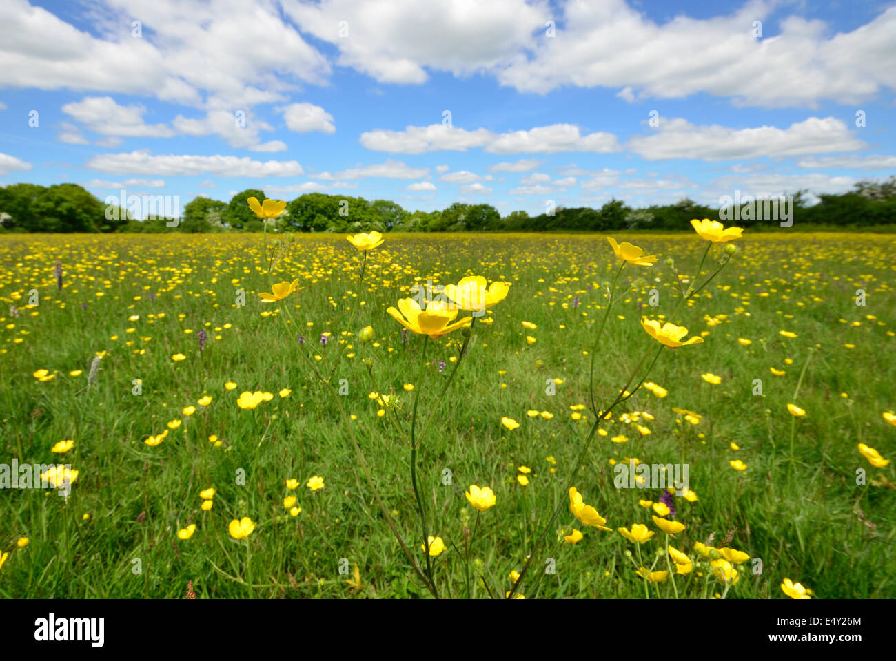 Buttercup with field Stock Photo - Alamy