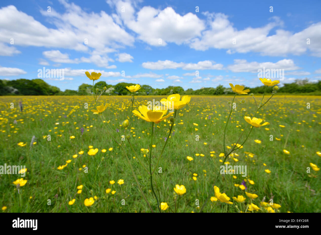 Butter cups in Landscape Stock Photo - Alamy
