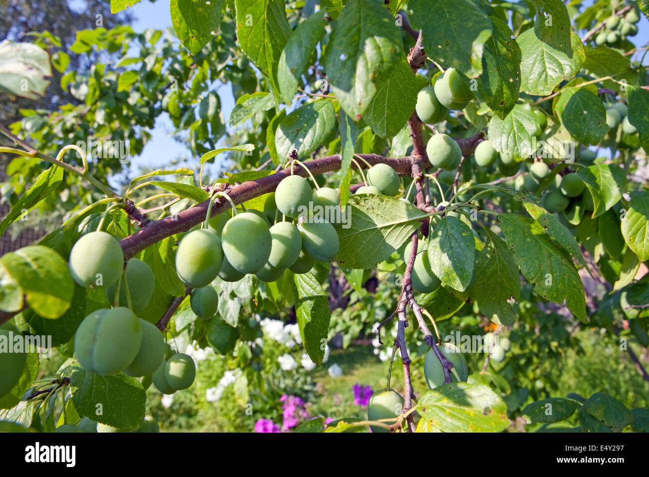 Plums on the branch hi-res stock photography and images - Alamy