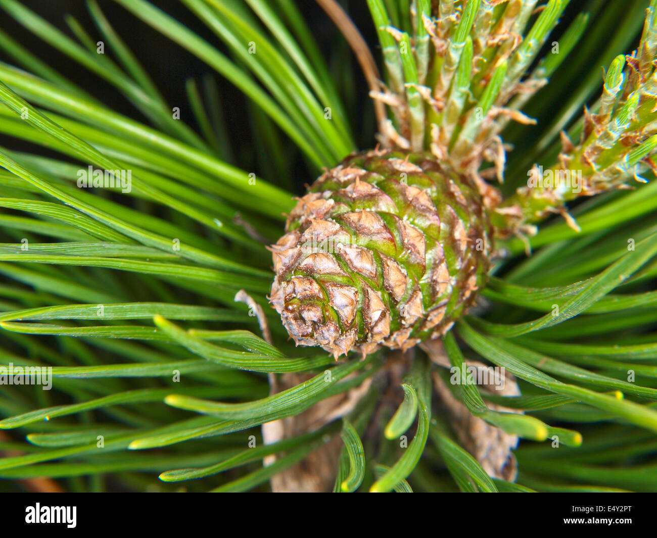 Fresh spruce cone Stock Photo - Alamy
