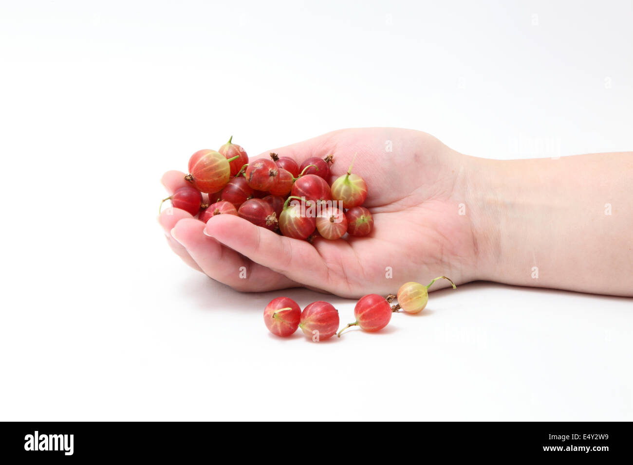 Gooseberry in hand isolated on white background Stock Photo - Alamy