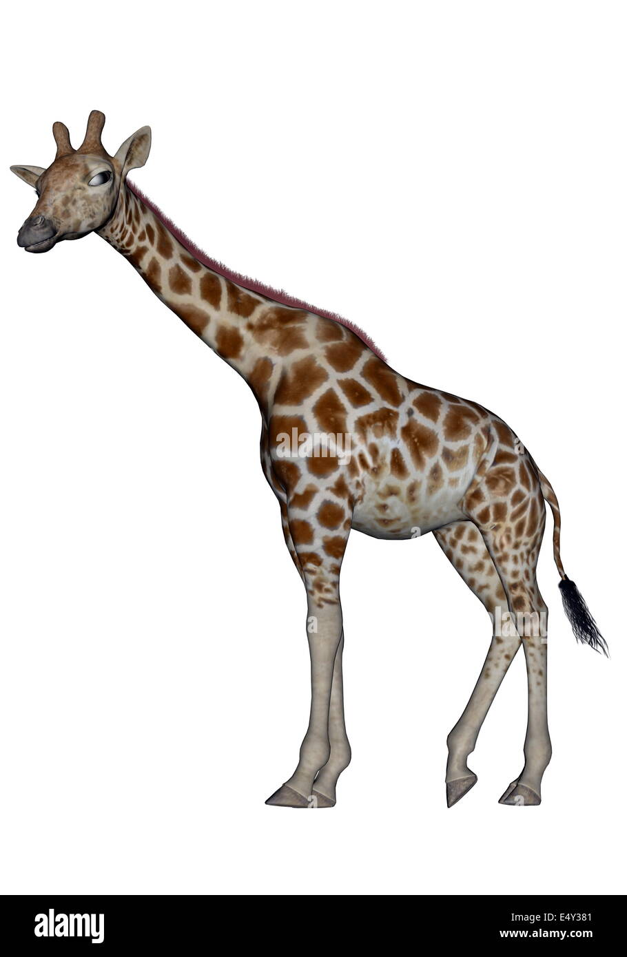 Giraffe tail Cut Out Stock Images & Pictures - Alamy