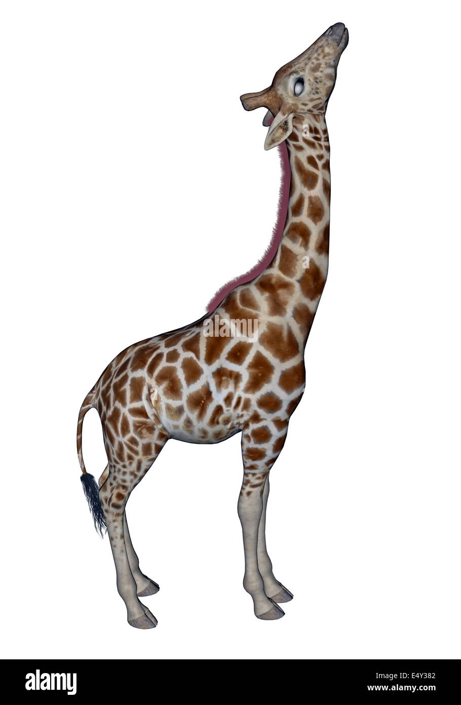 Giraffe head up Stock Photo - Alamy