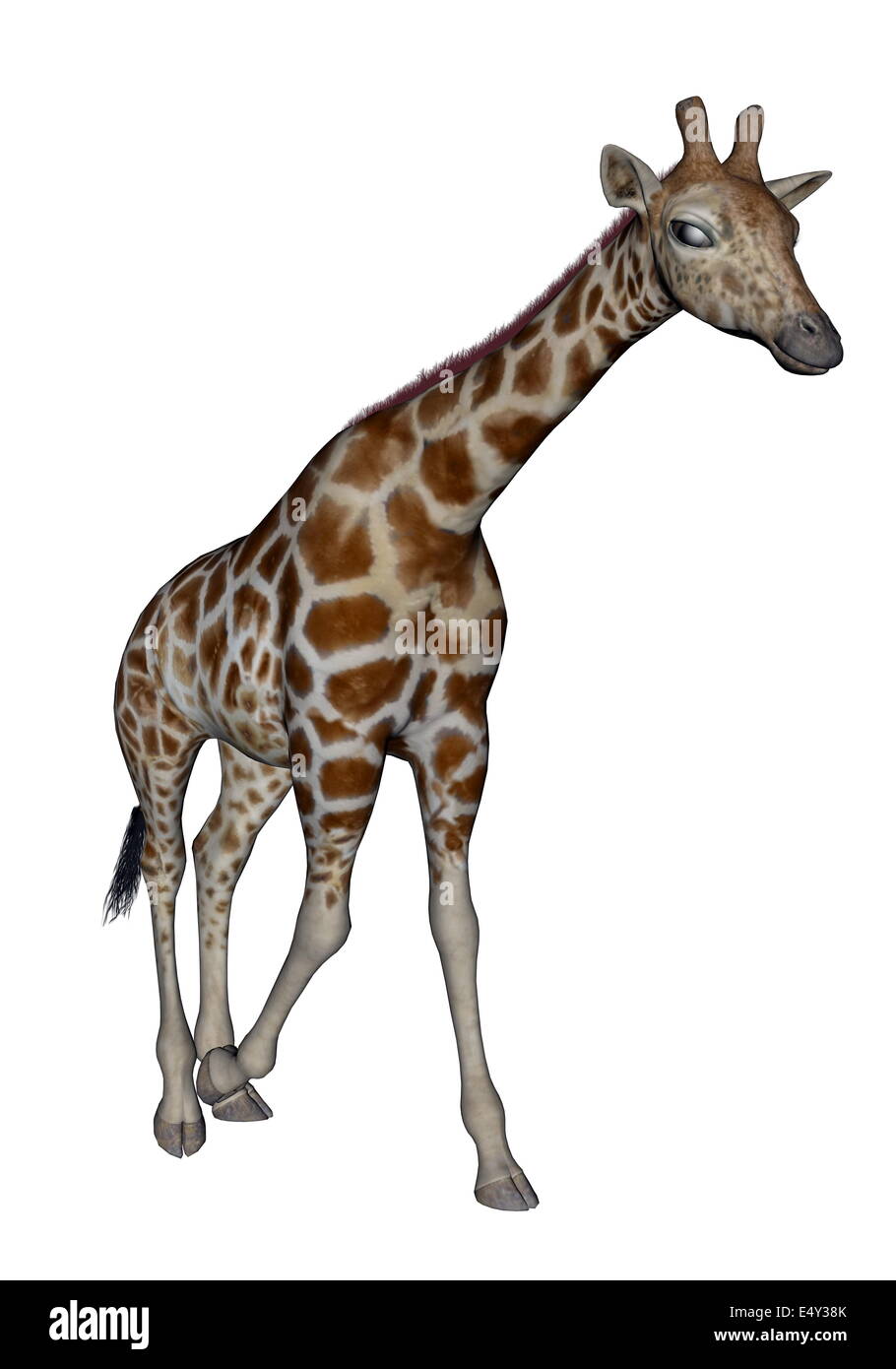 Male giraffe vertical hi-res stock photography and images - Alamy