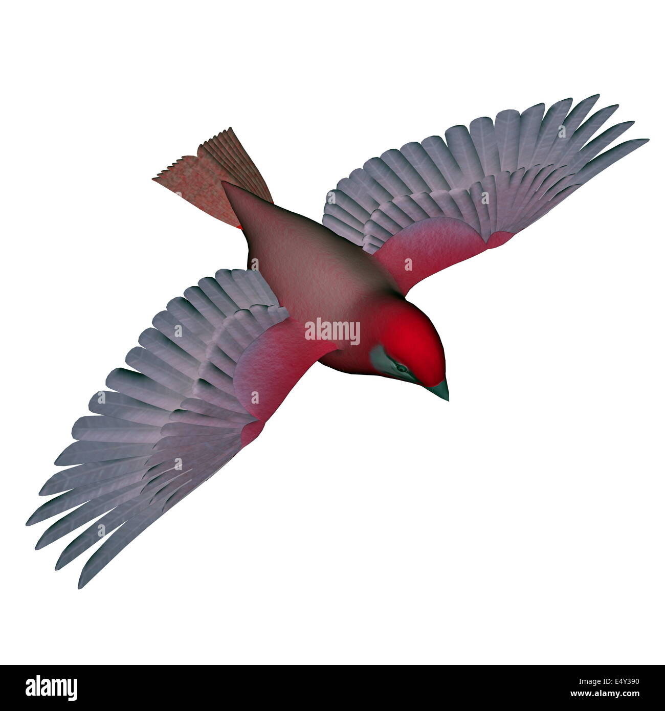 Summer birdsong hi-res stock photography and images - Alamy