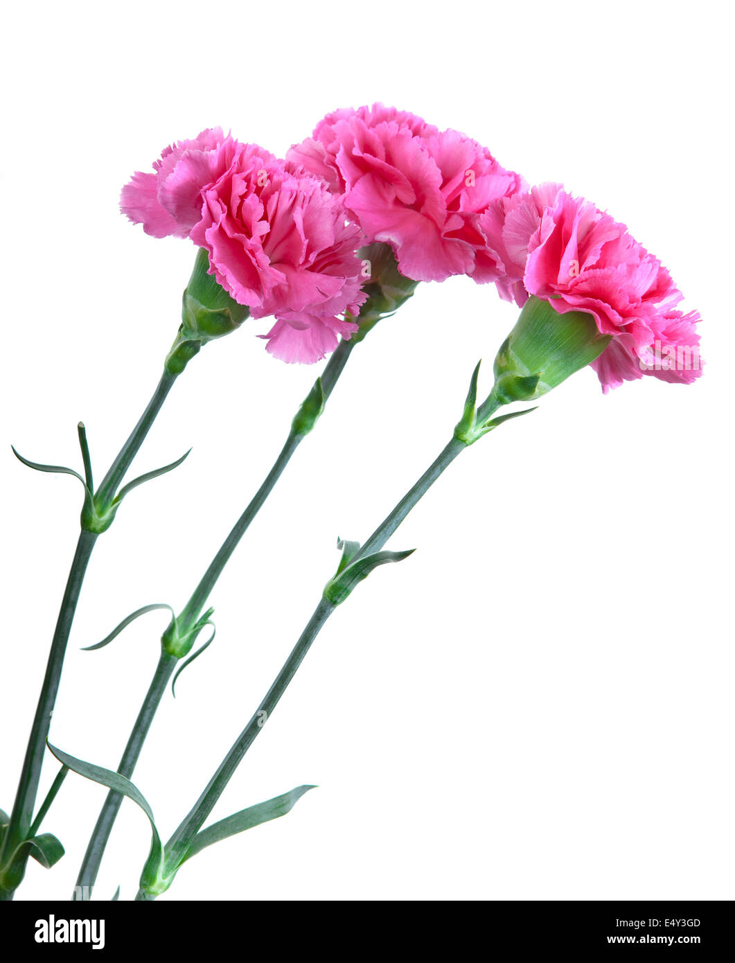 carnation on a white background Stock Photo - Alamy