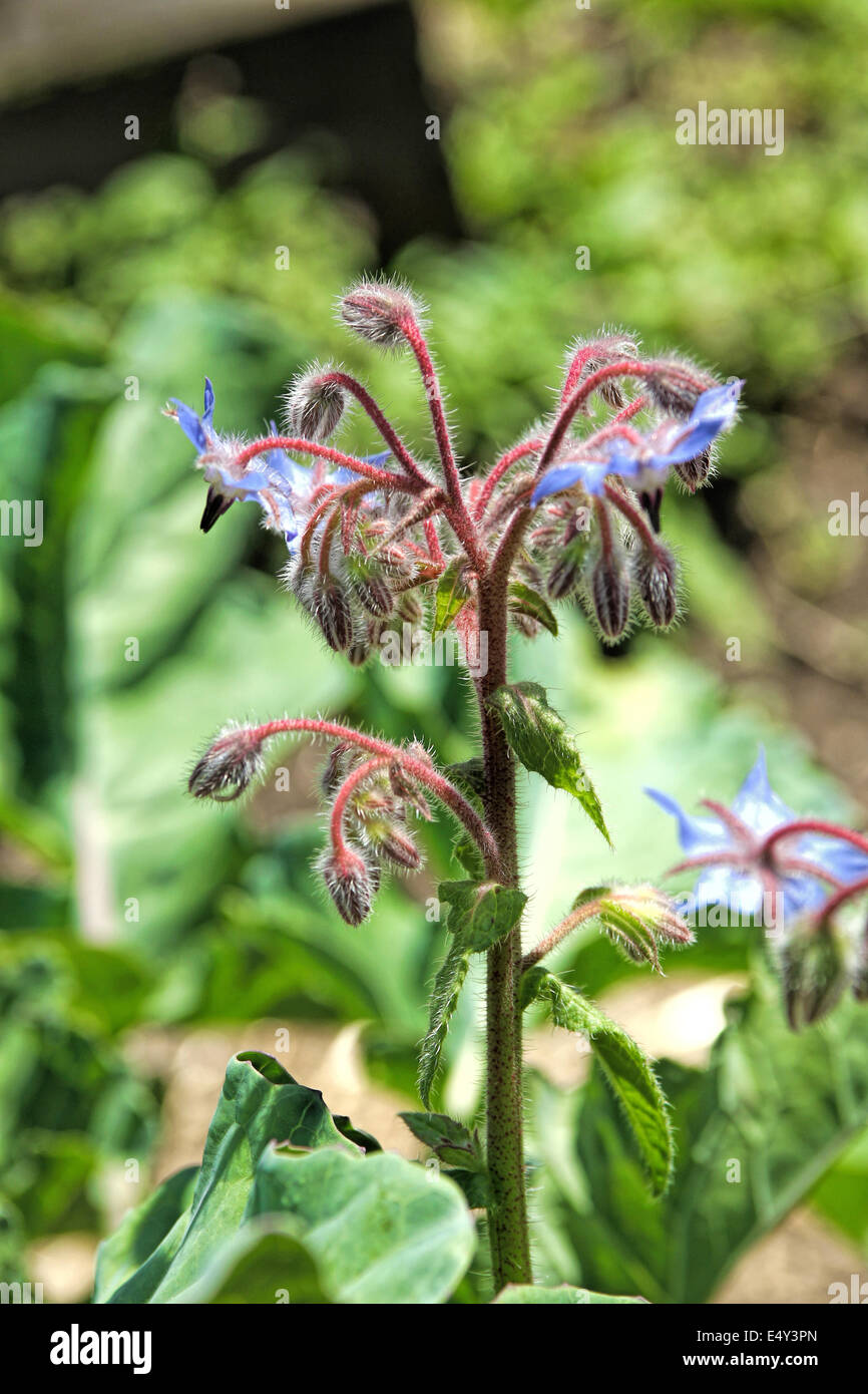 Sideview of a borago flower Stock Photo - Alamy