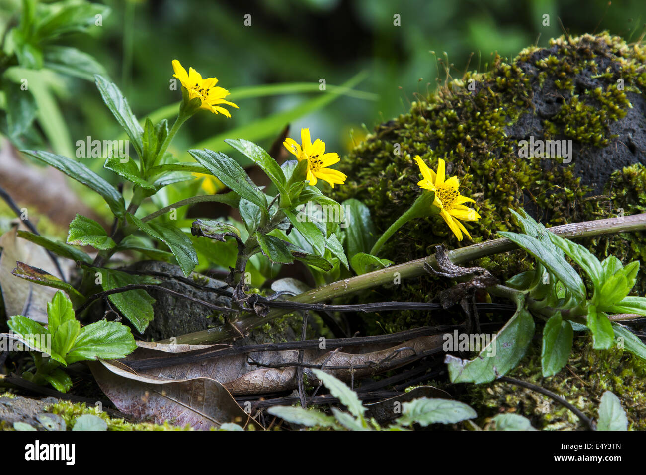 Fall wild flowers hi-res stock photography and images - Alamy