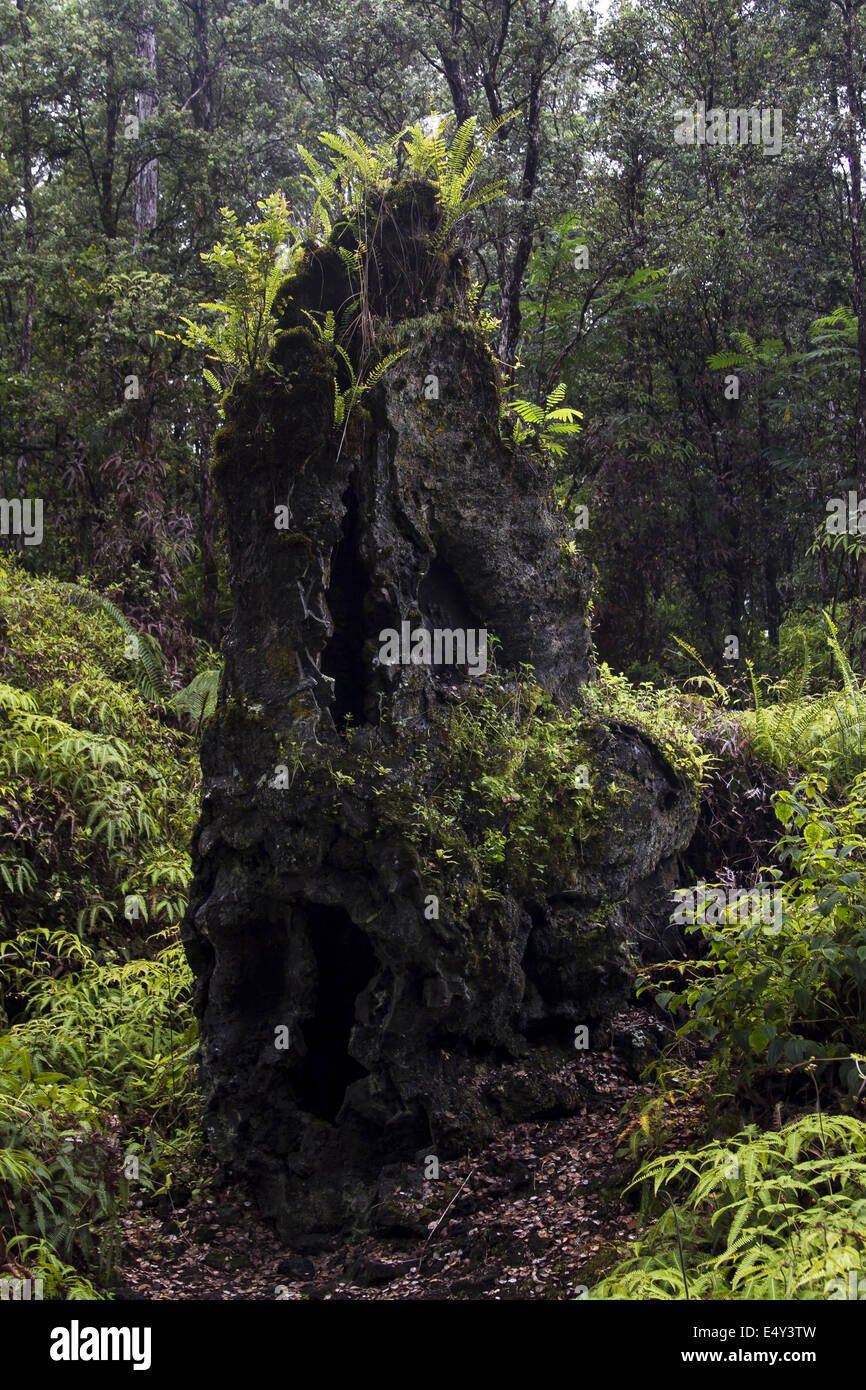 Lava and tree hi-res stock photography and images - Alamy