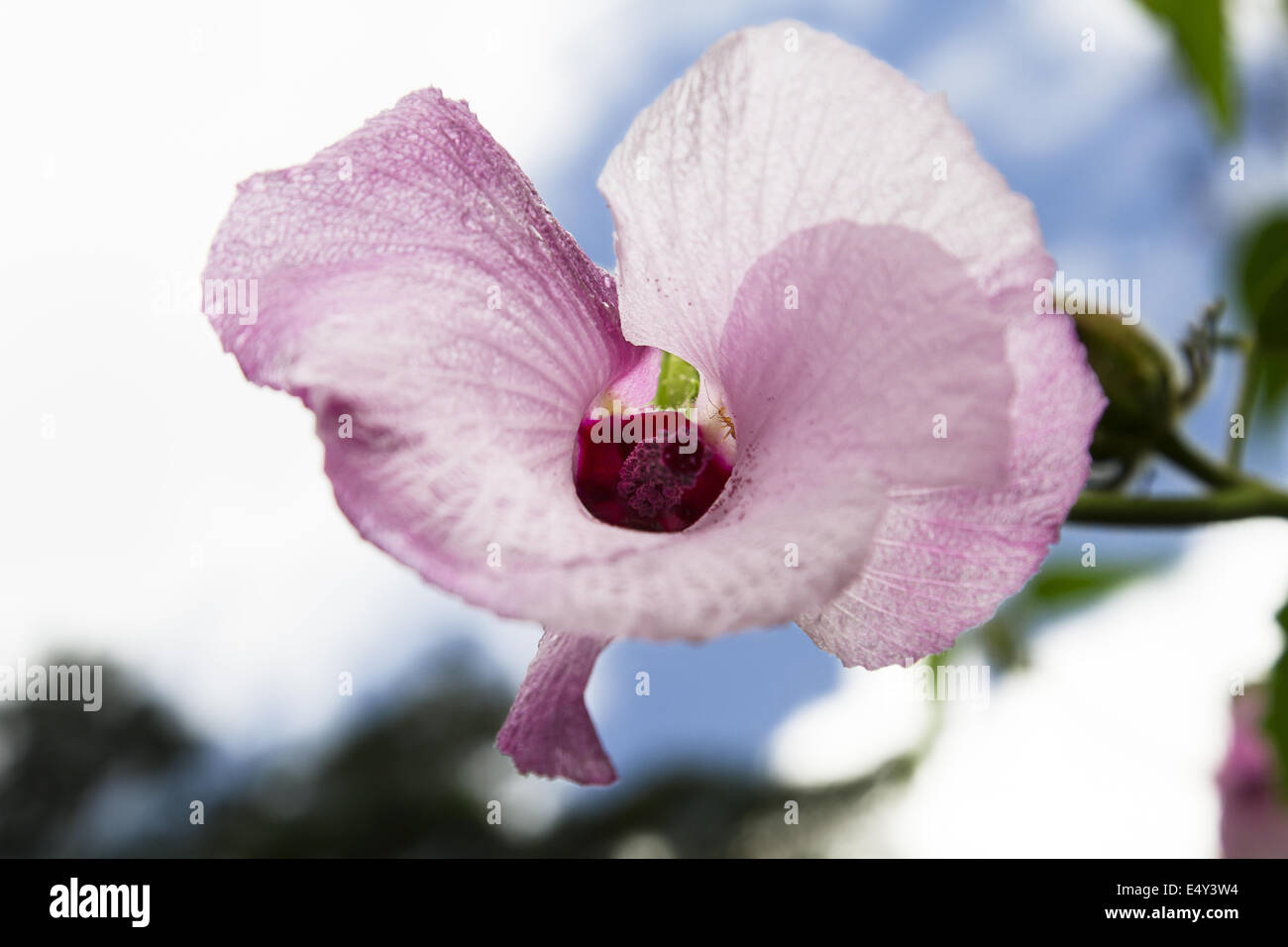 ant in flower Stock Photo - Alamy