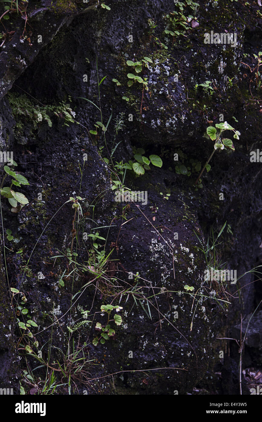 Life on lava Stock Photo - Alamy