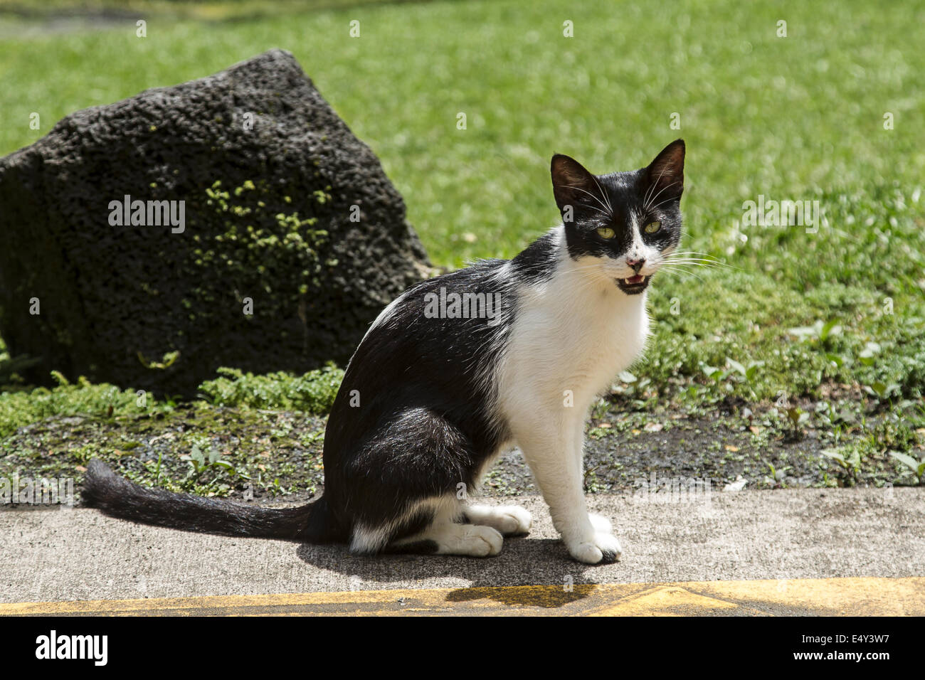 Stray cat life hi-res stock photography and images - Alamy