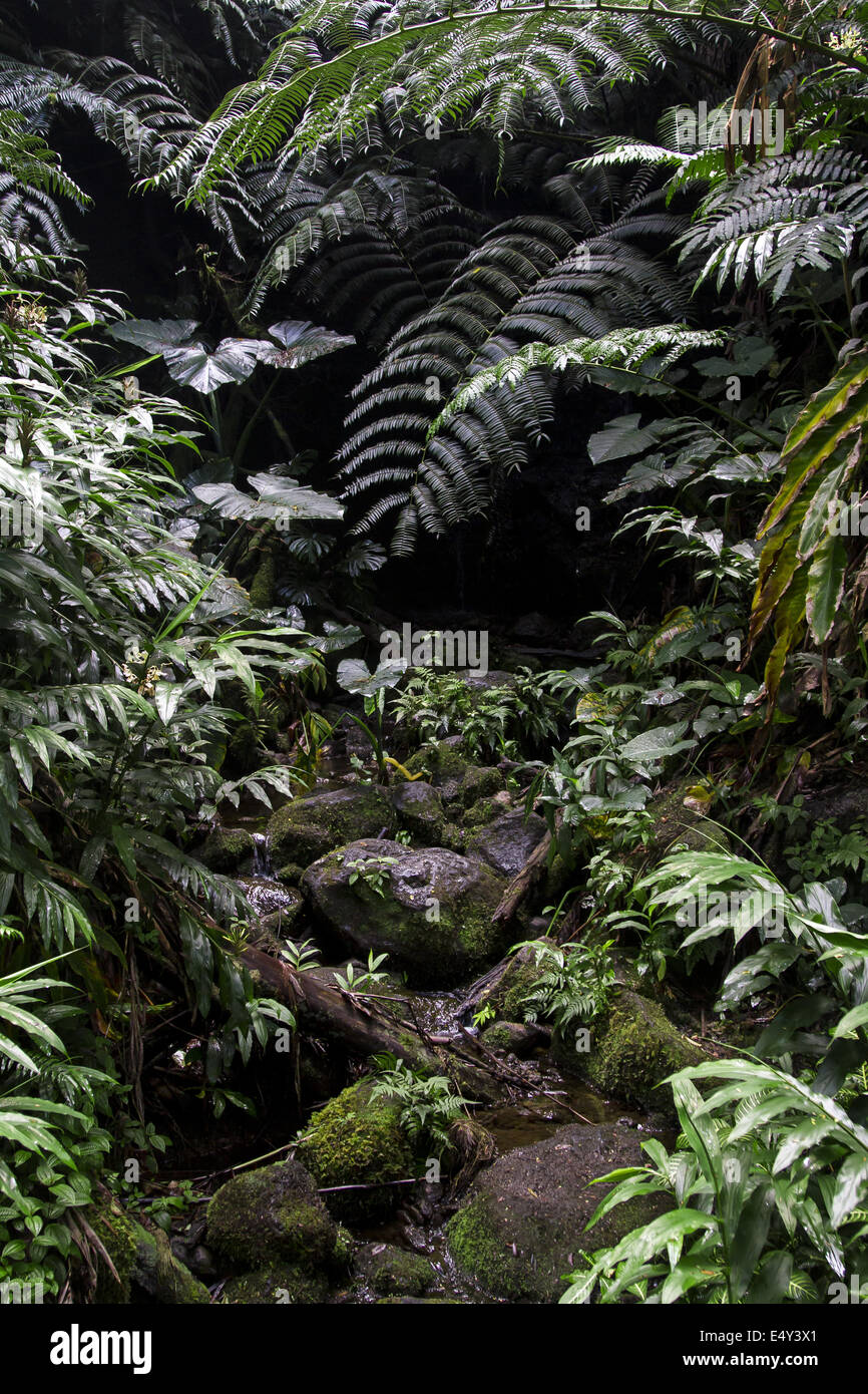 Jungle stream hi-res stock photography and images - Alamy