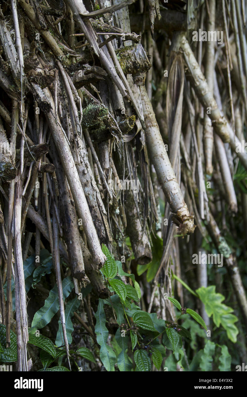 Black jungle spring hi-res stock photography and images - Alamy