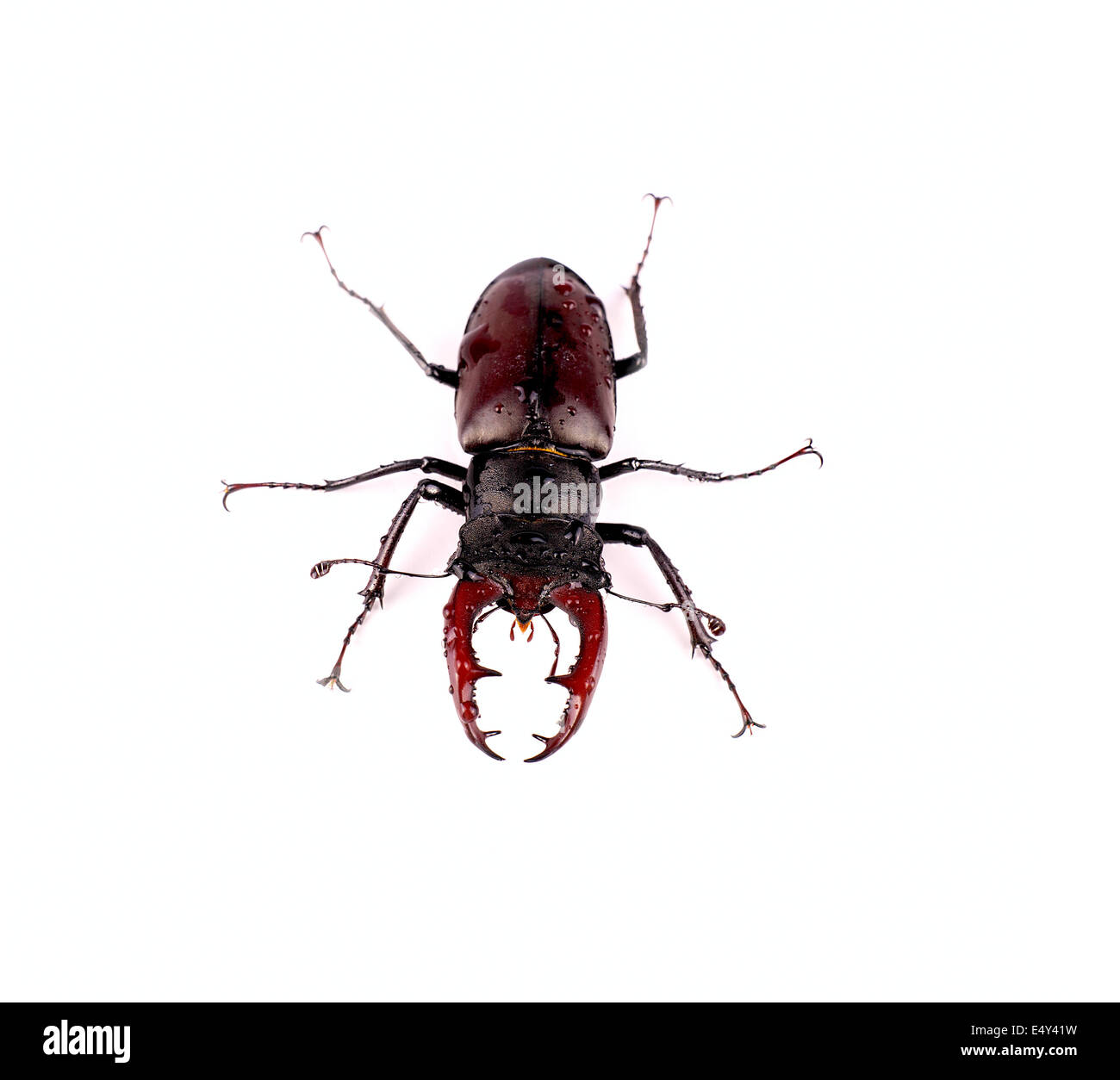 Grosses insekt Cut Out Stock Images & Pictures - Alamy