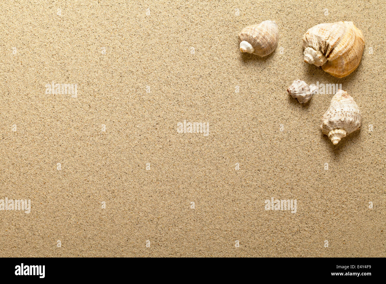 Shells On Sand Stock Photo - Alamy