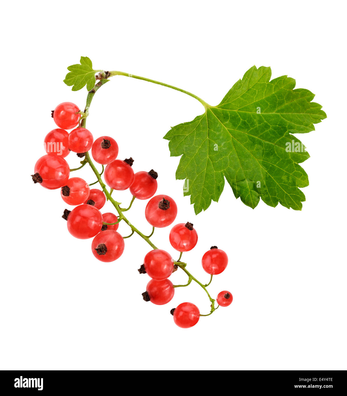 Red Currant With Leaves, Isolated On White Background Stock Photo - Alamy