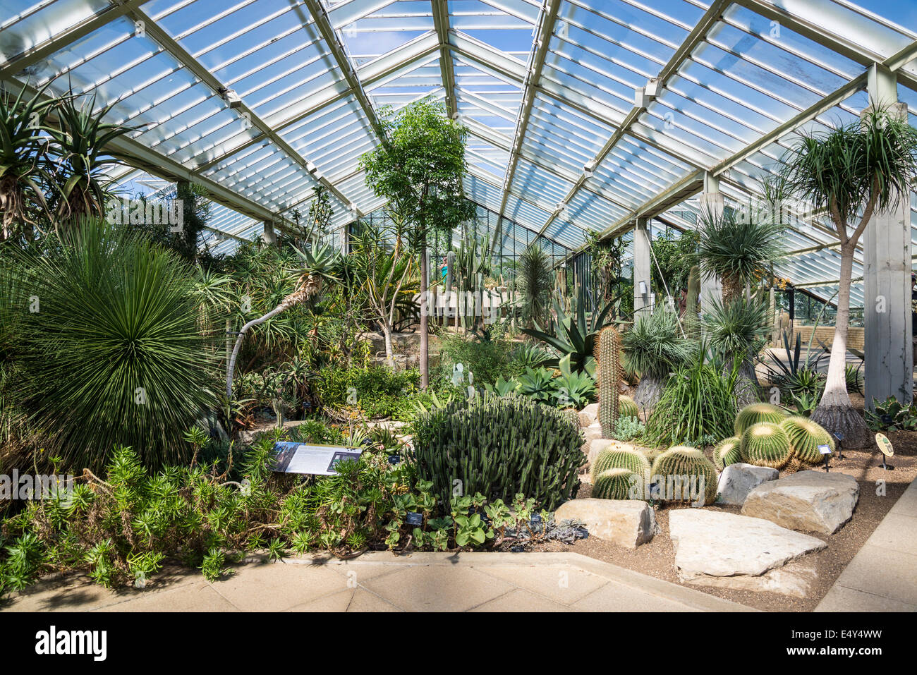 Cacti, Princes of Wales Conservatory, Kew Royal Botanic Gardens, London ...