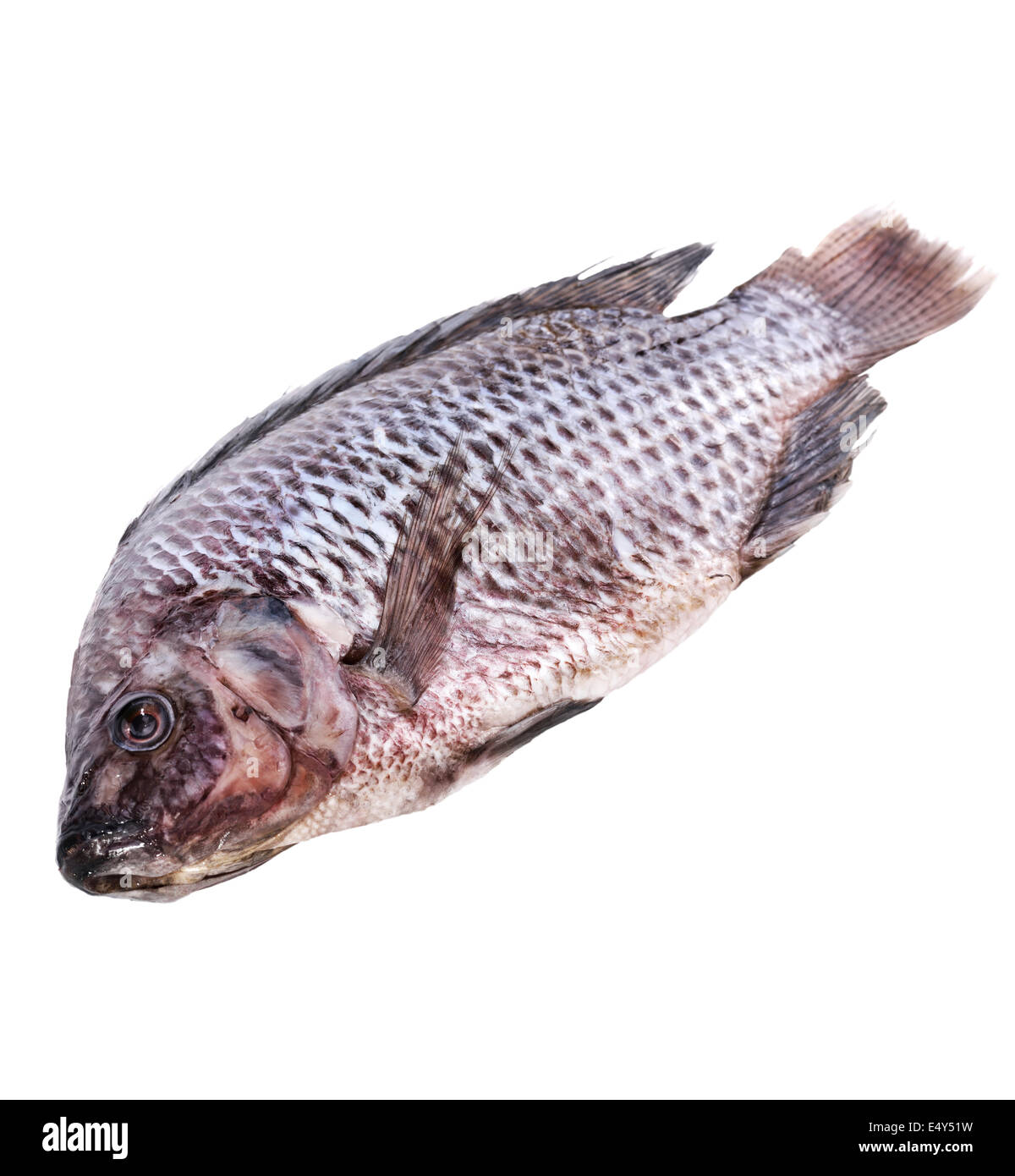 Raw Fish Isolated On White Background Stock Photo - Alamy