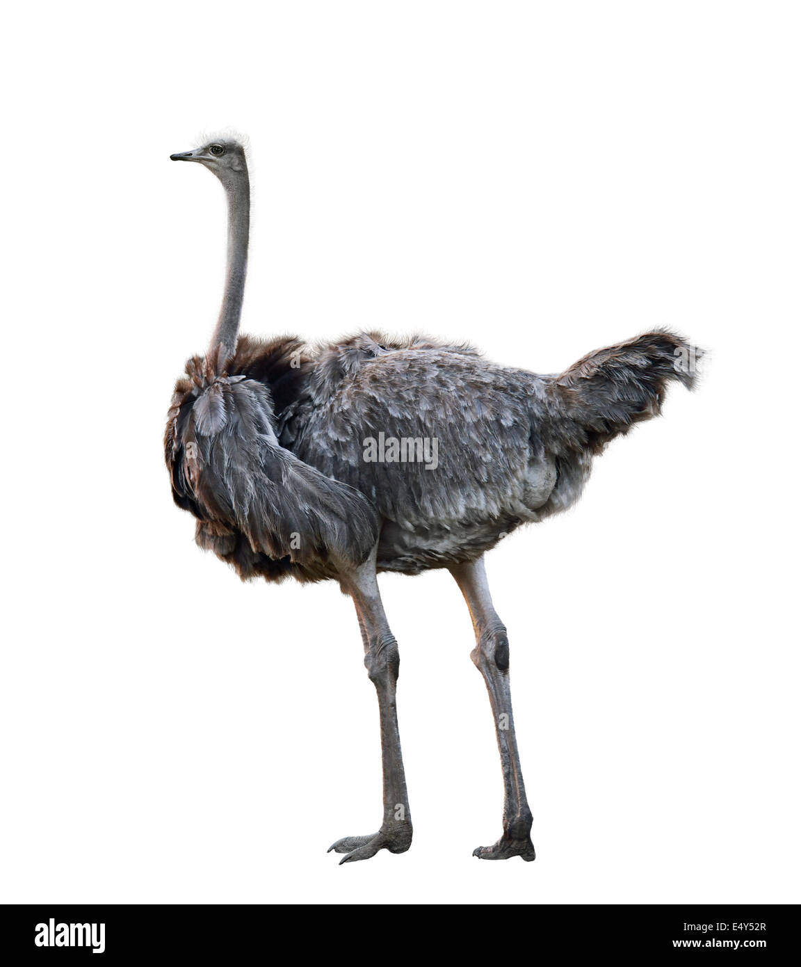 Emu Cut Out Stock Images & Pictures - Alamy