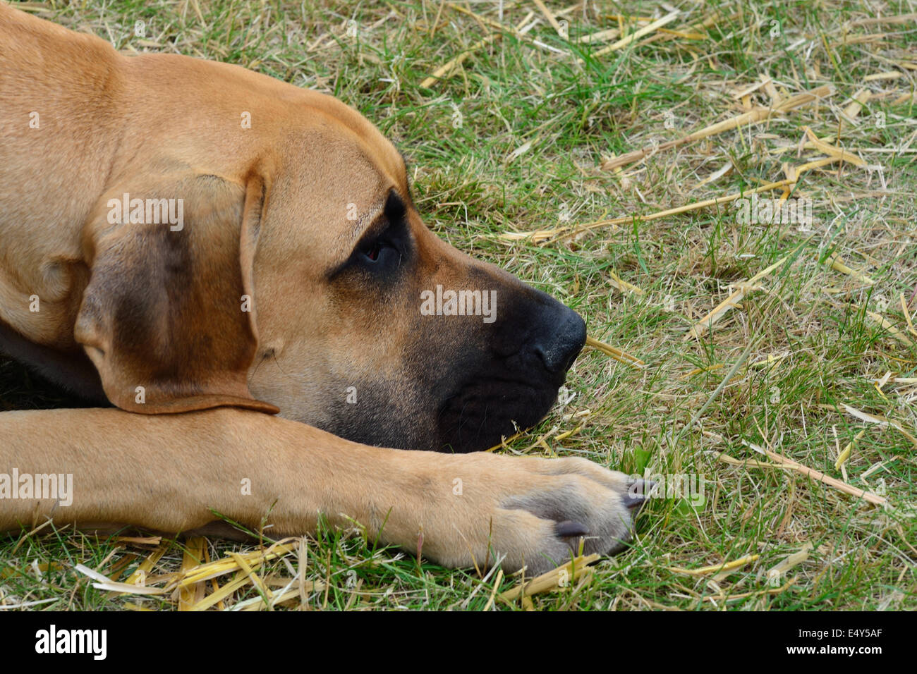 great dane lying down Stock Photo - Alamy