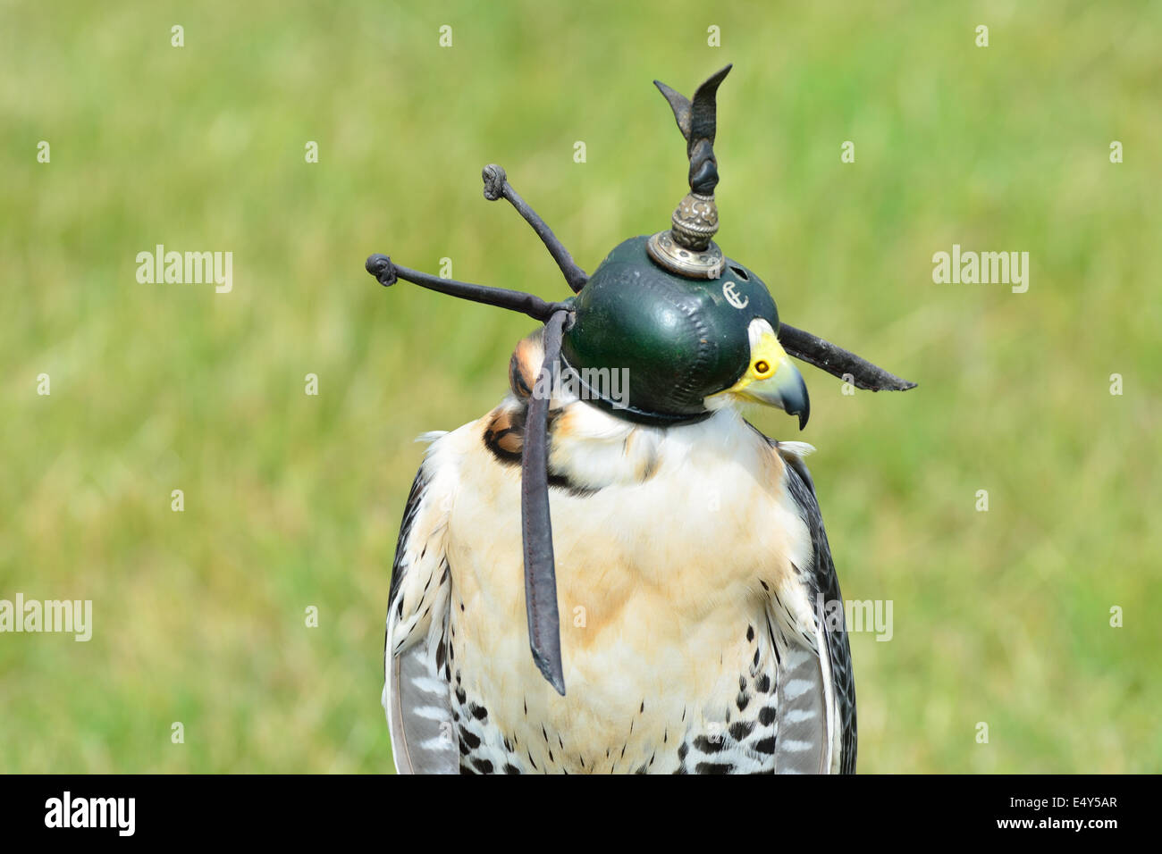 Hawk with hood Stock Photo - Alamy