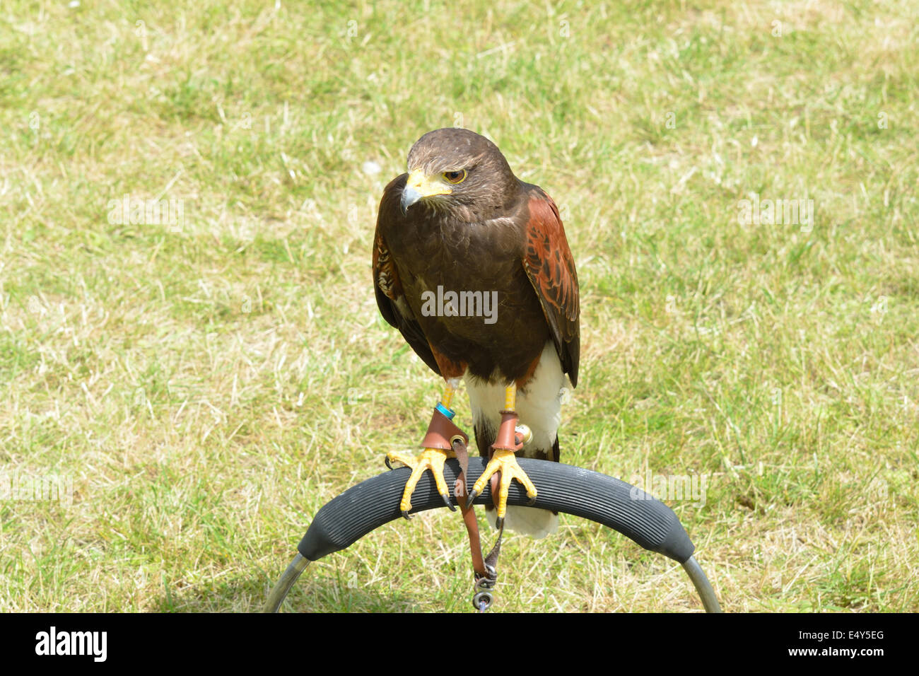 Perched Brown Hawk Stock Photo - Alamy