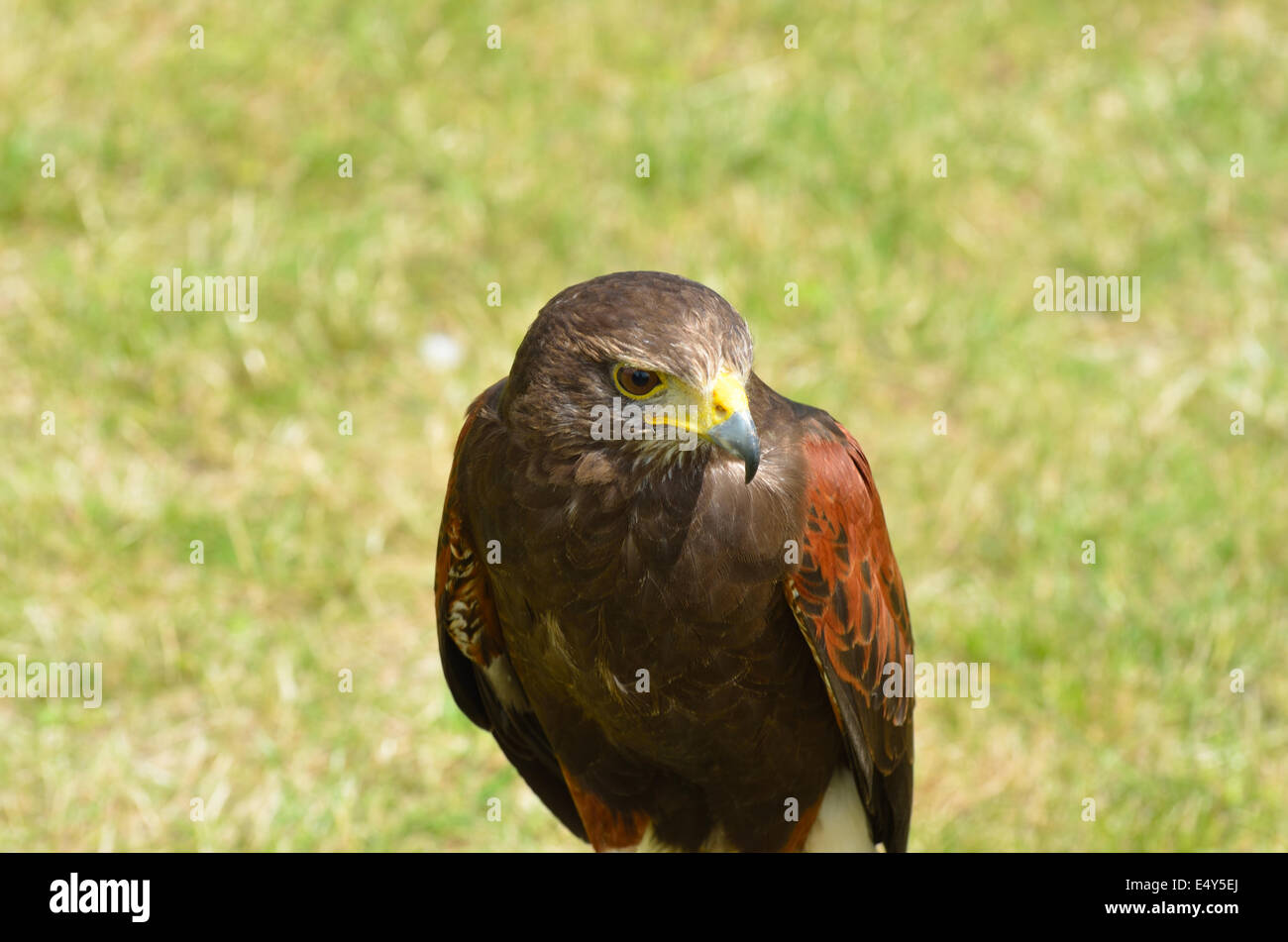 Brown hawk standing up Stock Photo - Alamy