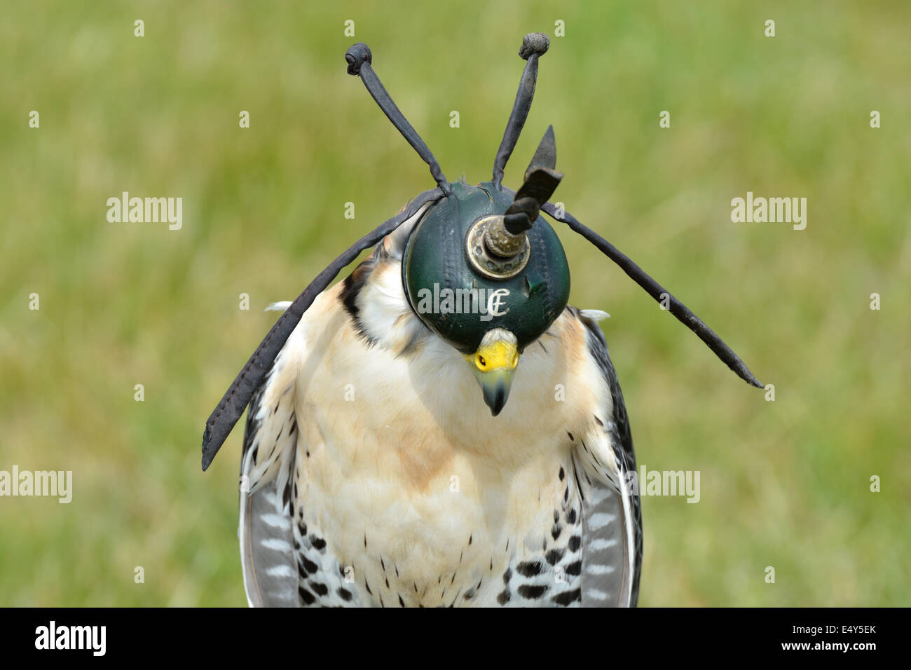 Head of hooded hawk Stock Photo - Alamy