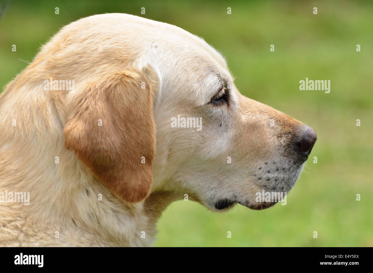 Golden lab face hi-res stock photography and images - Alamy