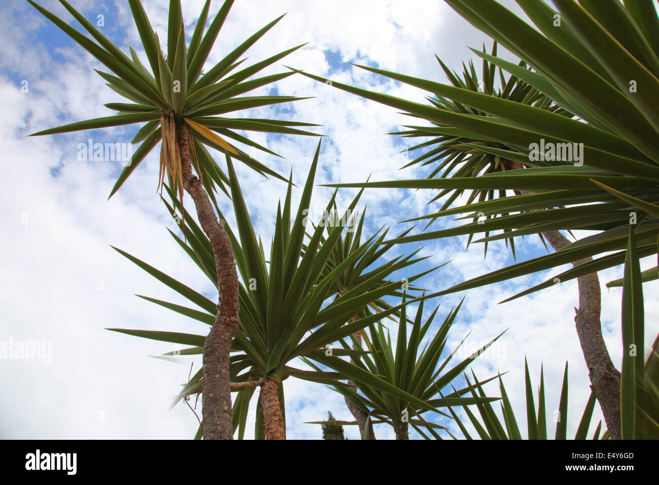 Tropical palm trees Stock Photo - Alamy